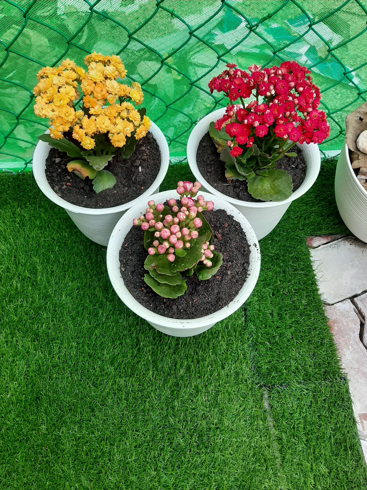 Miles of smiles: Bunga dan rerama