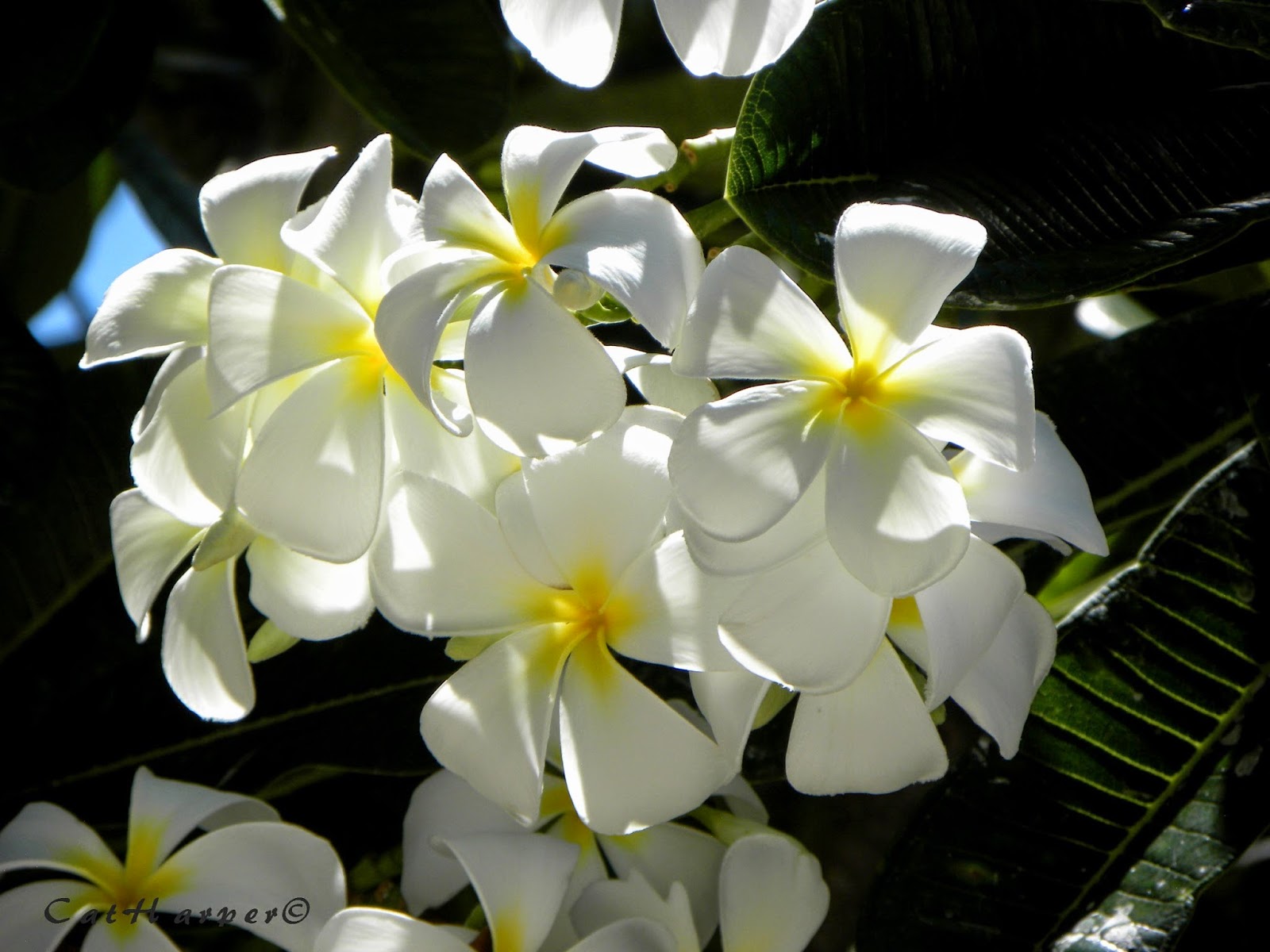 Shutterbug Traveler: The Big Island ~ Pua Mau Place Botanical Gardens