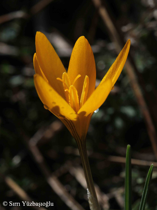 The Country Of Crocuses