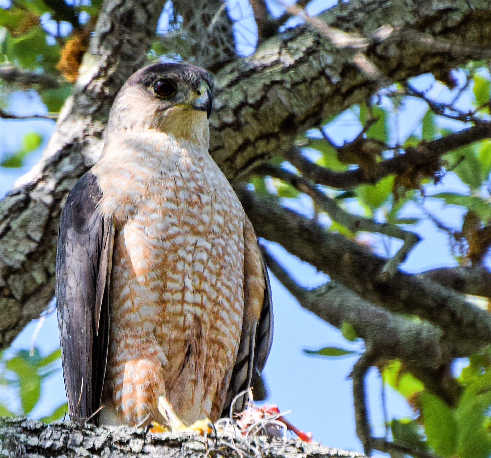 Photo journal...or whatever...: Cooper's Hawks have gray backs and ...