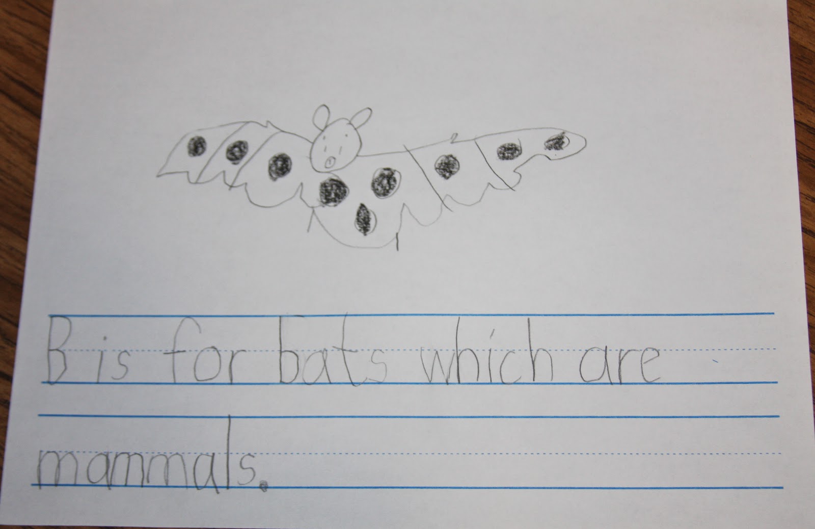 A Learning Journey: Bat Unit: Anatomy