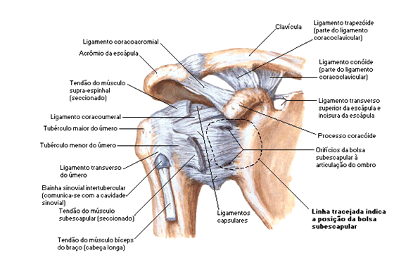 Fisiobeauty Ozonioterapia e Terapia Ortomolecular: REABILITAÇÃO DE LER ... Fisiobeauty Ozonioterapia e Terapia Ortomolecular: REABILITAÇÃO DE LER ...