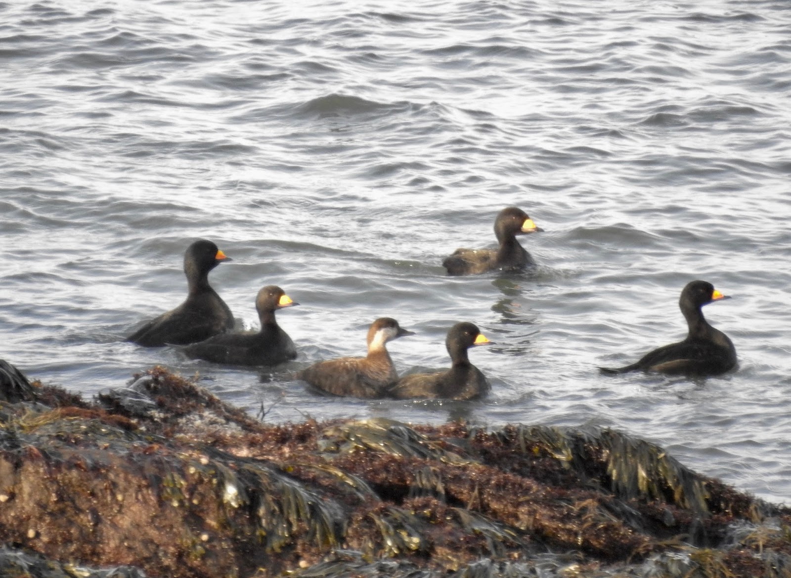 Bev's Nature Blog: Point Lepreau Bird Observatory