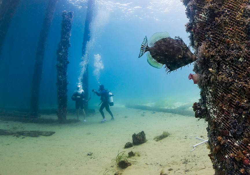 Sub Sea Systems - Our World: Responsible Tourism - Sea TREK Ecotours!
