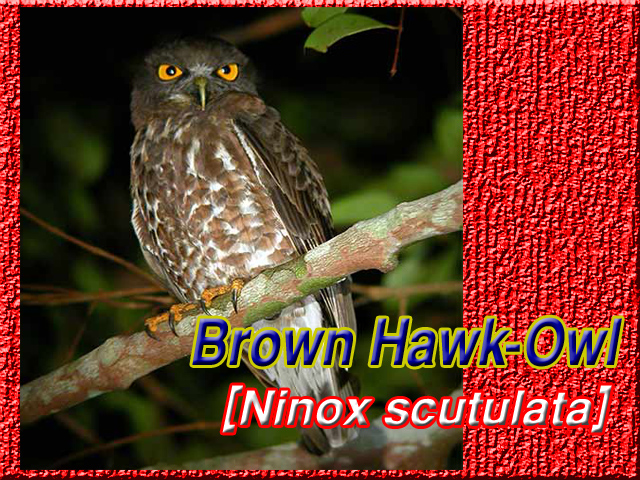 Spreebird wildlife: OWLS FOUND IN PAKISTAN