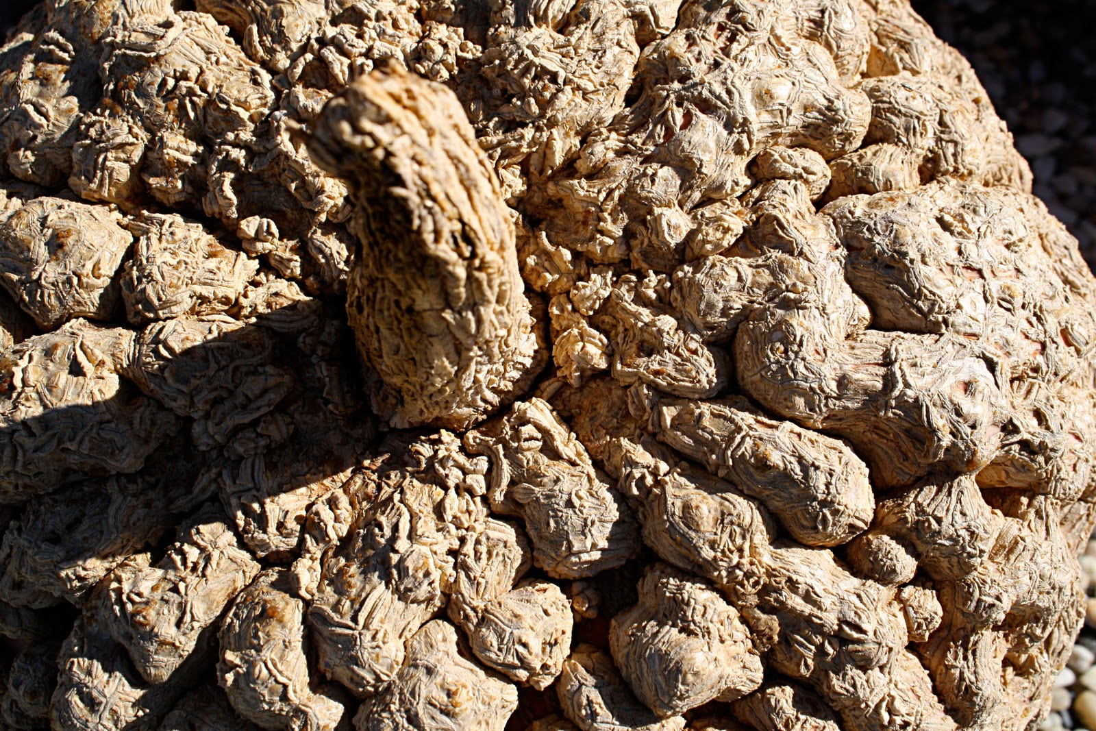 Emma Witte Illustration