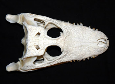 Escenarios prehistóricos: Campinasuchus