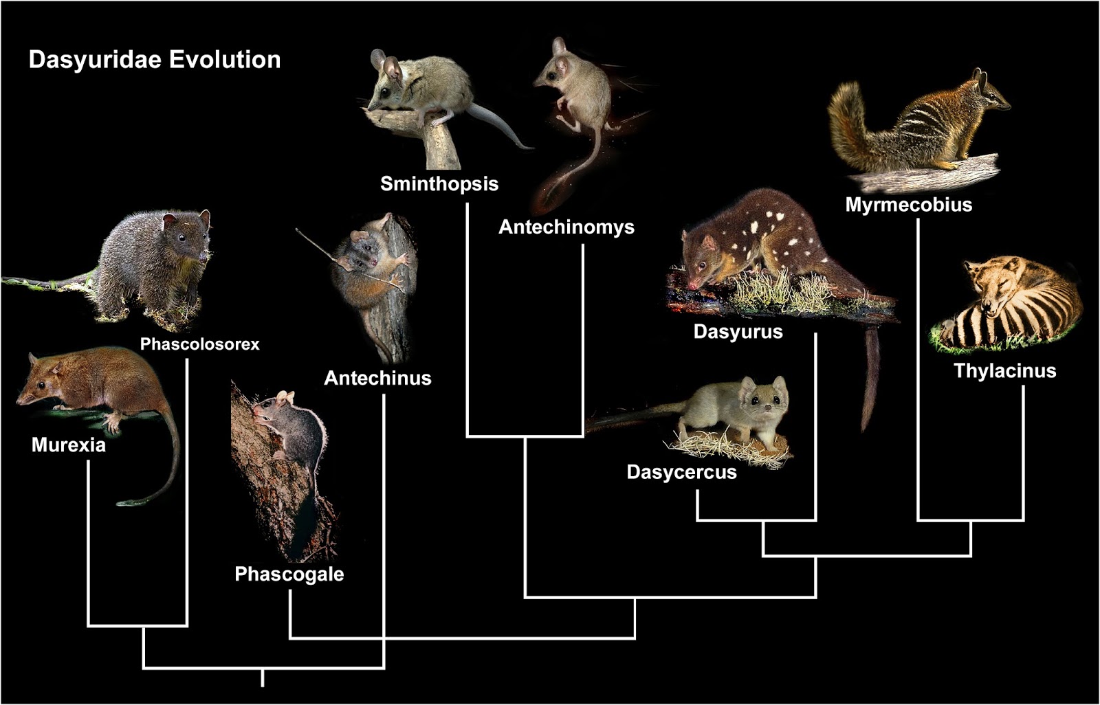 "A EVOLUÇÃO DOS MAMÍFEROS" THE Evolution OF THE MAMMALS: MARSUPIAL ...
