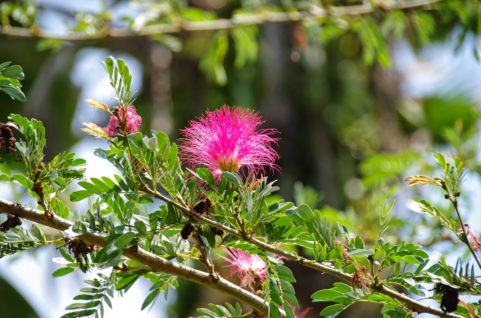 Trees and Plants: Monkey Pod