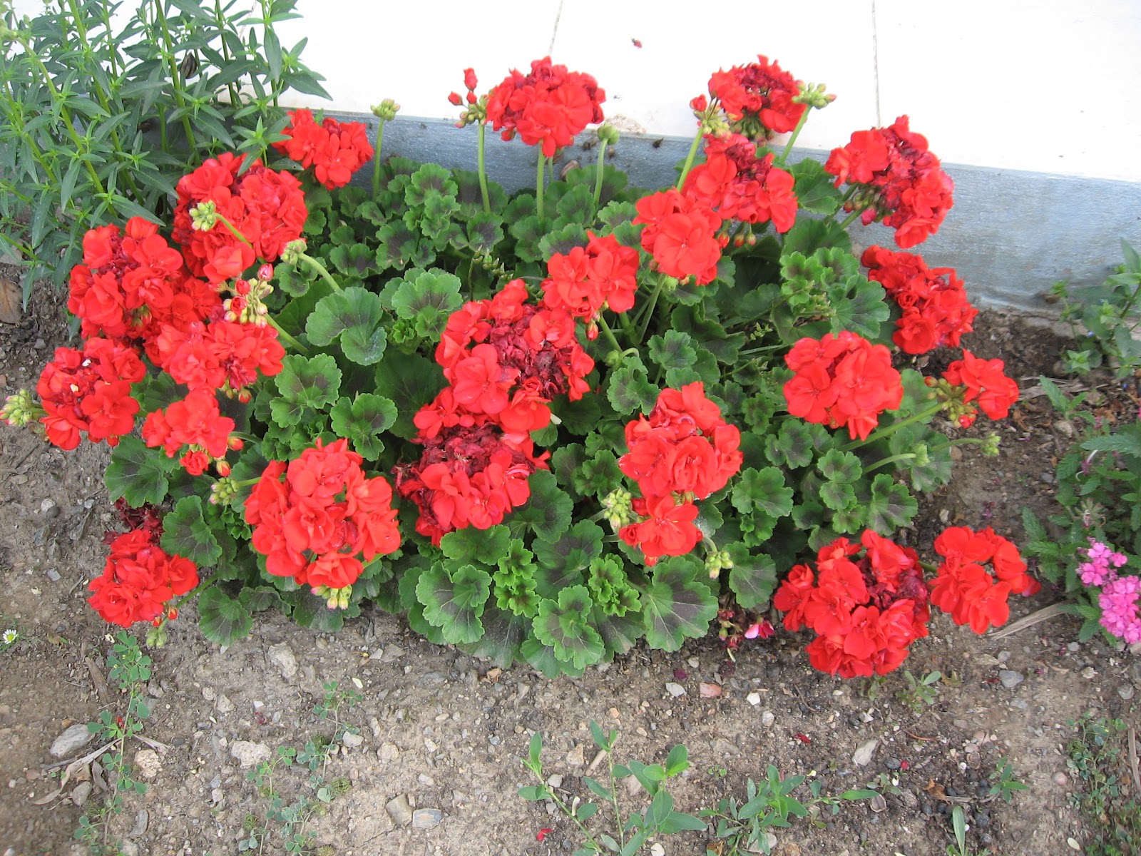 Cittaslow Botanik Park: SARDUNYA ÇİÇEKLERİ ( Pelargonium )