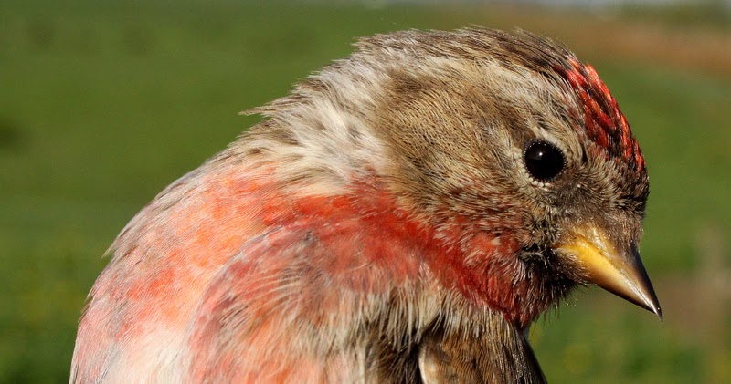 Another Bird Blog: Blown Away