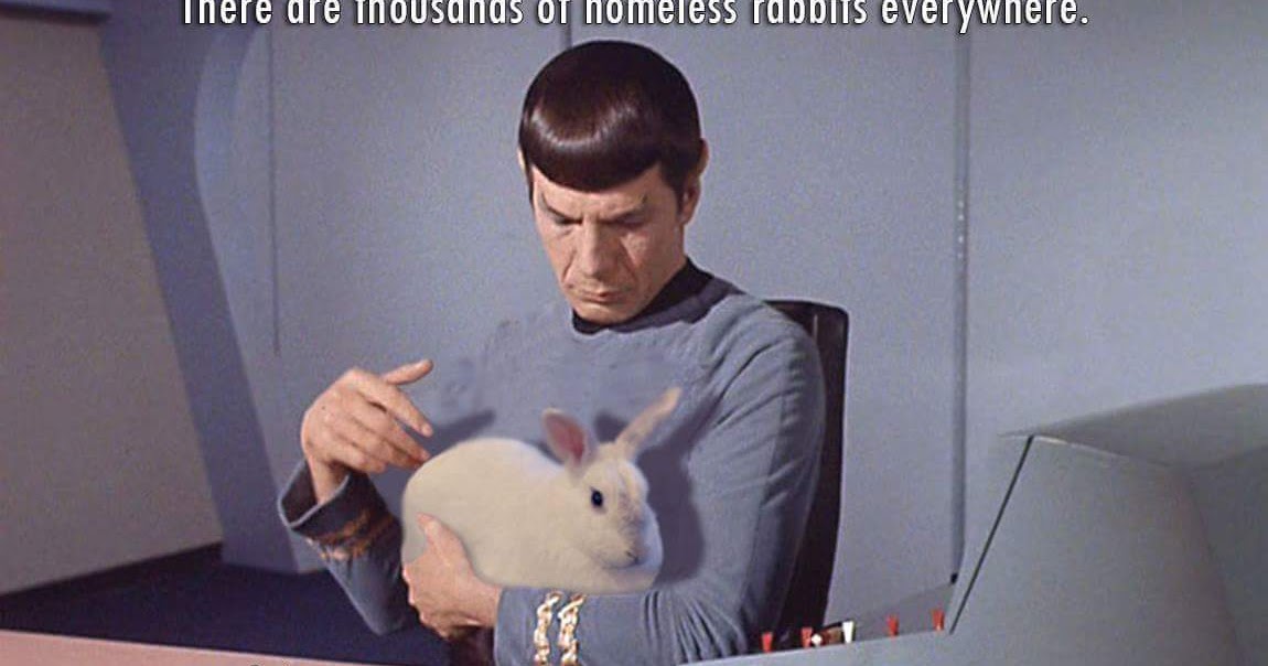 Rabbit Ramblings: Funny Bunny Monday Meme*day