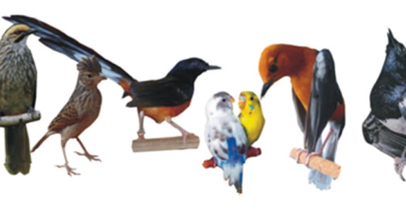 Penitipan dan Perawatan Burung: Mau Wisata Tapi Bingung Ada Anjing dan ...