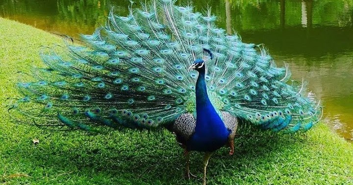 Di Mana Burung Merak Hidup? | Belajar Sampai Mati