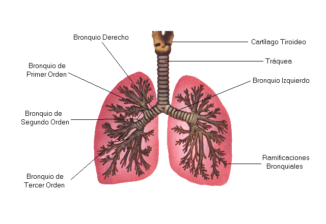 EL APARATO RESPIRATORIO: Los bronquiolos