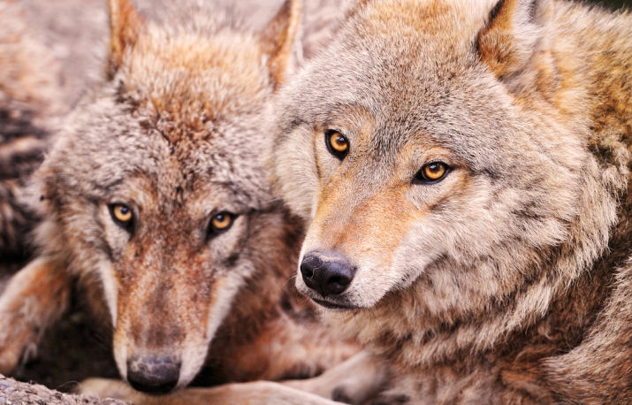 White Wolf : Meet The Amazing Looking Mongolian Wolf With Beautiful ...
