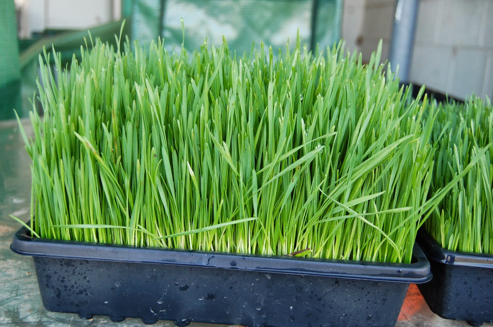 Texas Rebel Girl: Growing Your Own Fodder