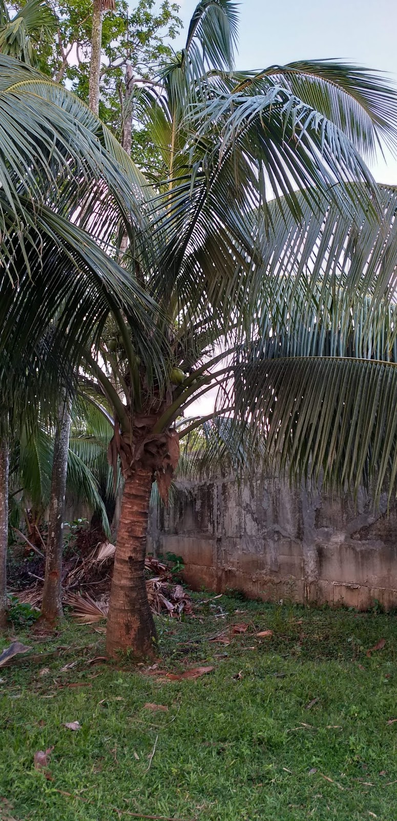 AthenaJackson0220: Iba't Ibang Uri ng Punongkahoy at Bungang Kahoy