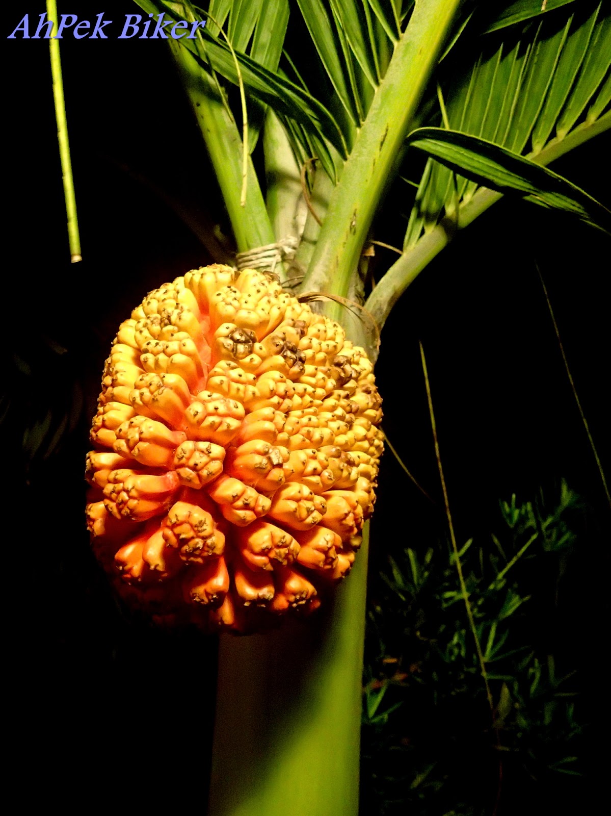 AhPek Biker - Old Dog Rides Again: Cycling Philippines Batanes Day 2-2 ...