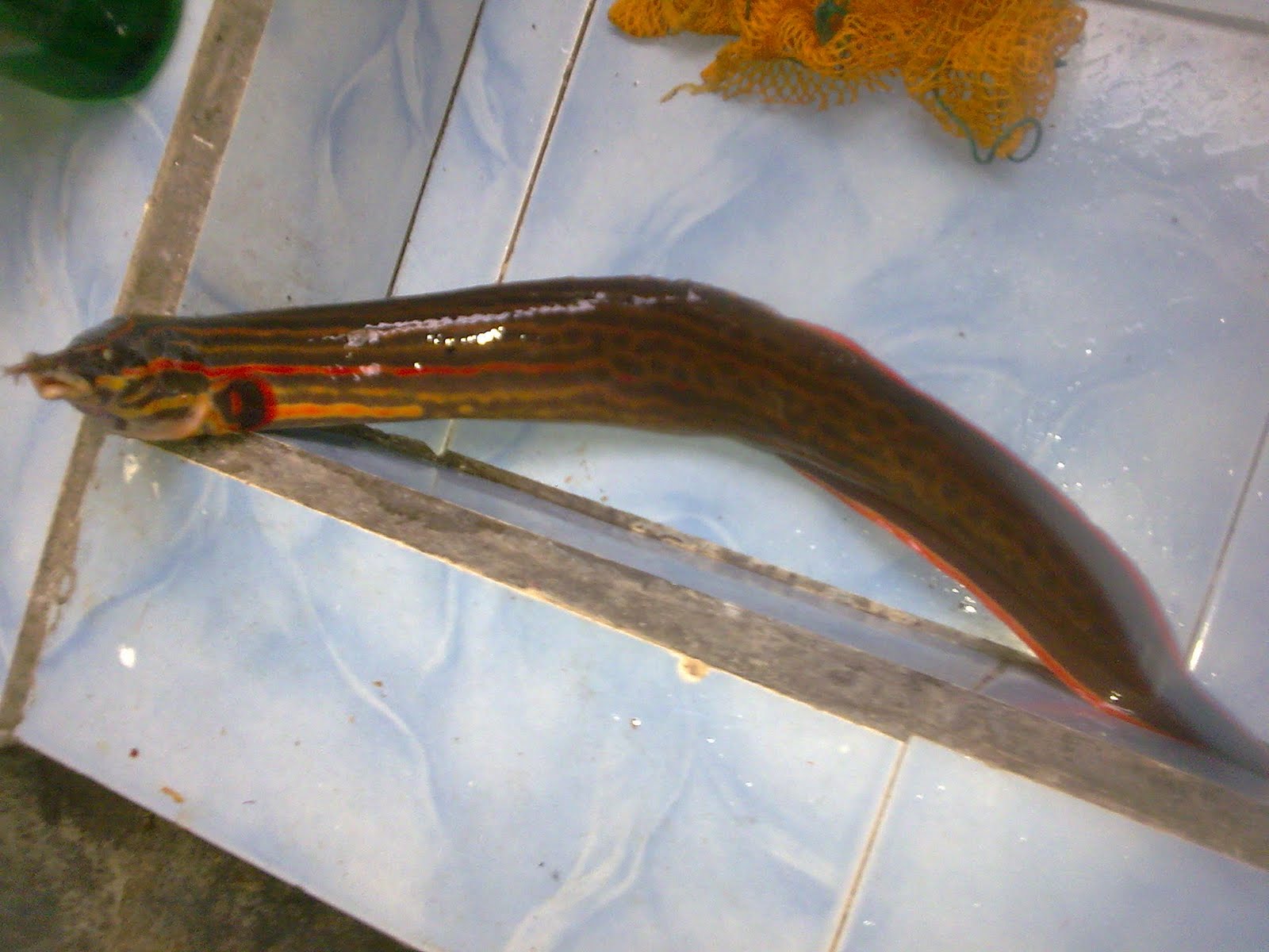 Juan River Forever: Ikan Tilan