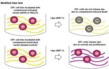 A model of the principle underlying the modified Ham test