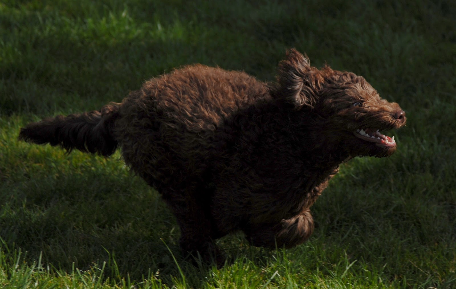 Foodie-bia: Point Isabel Doodle Romp