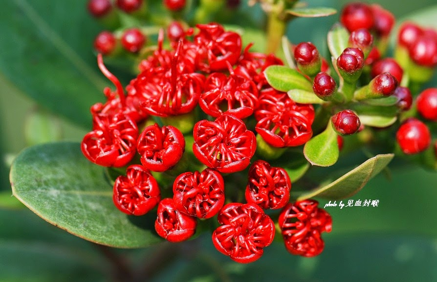 Всё о бегониях и не только...: Ксантостемон золотистый (Xanthostemon ...