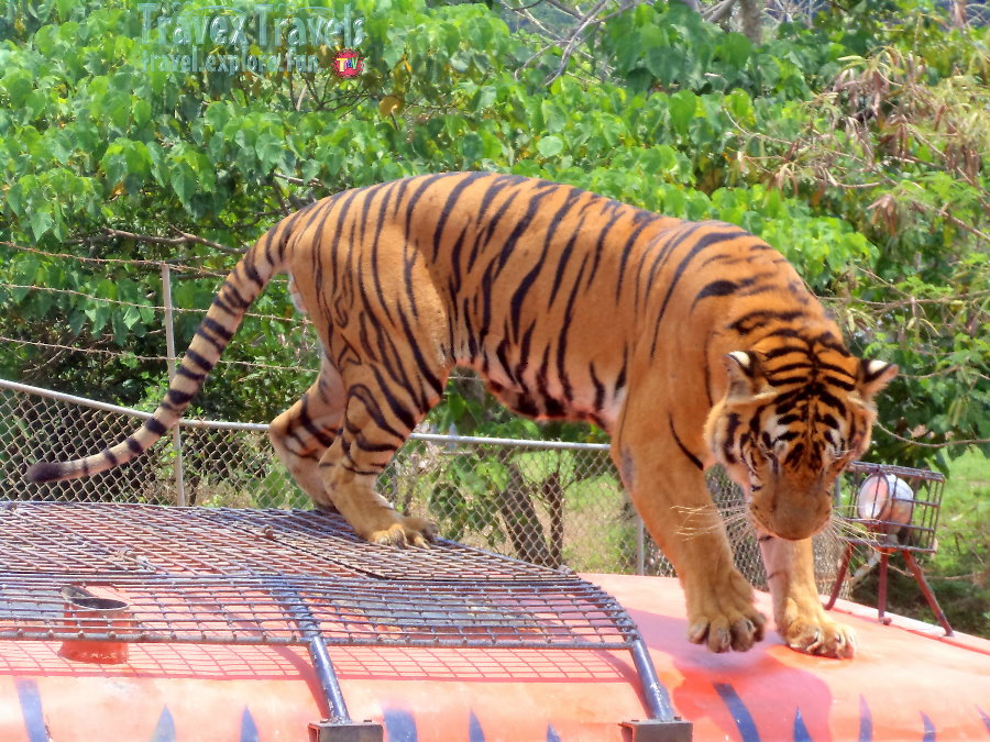 Zoobic Safari & The Safari Ride - Travex Travels - Travel. Explore. Fun ...