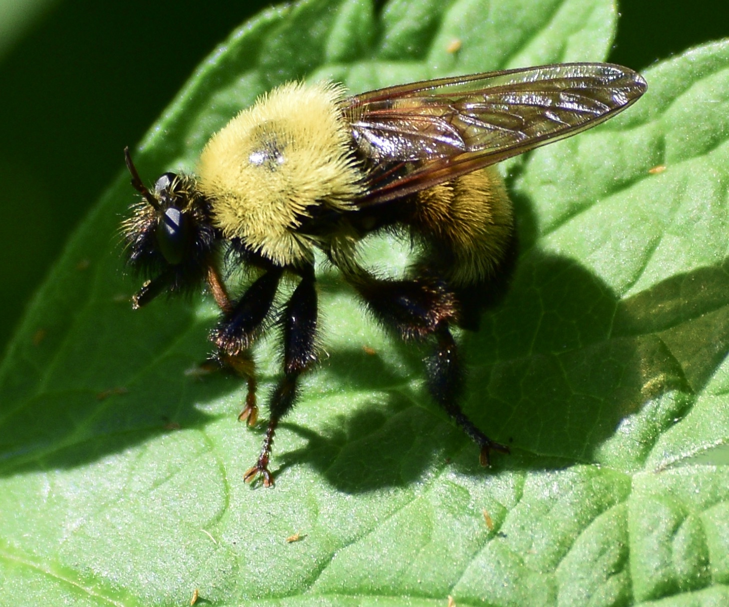 Jericho, Vermont Photos: Jericho, Vermont has cool bugs!