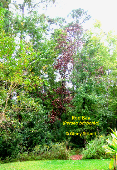 Green Gardening Matters: An update: red bay trees that died back from ...