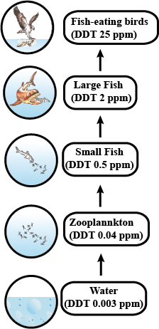 Effects of Biomagnification?