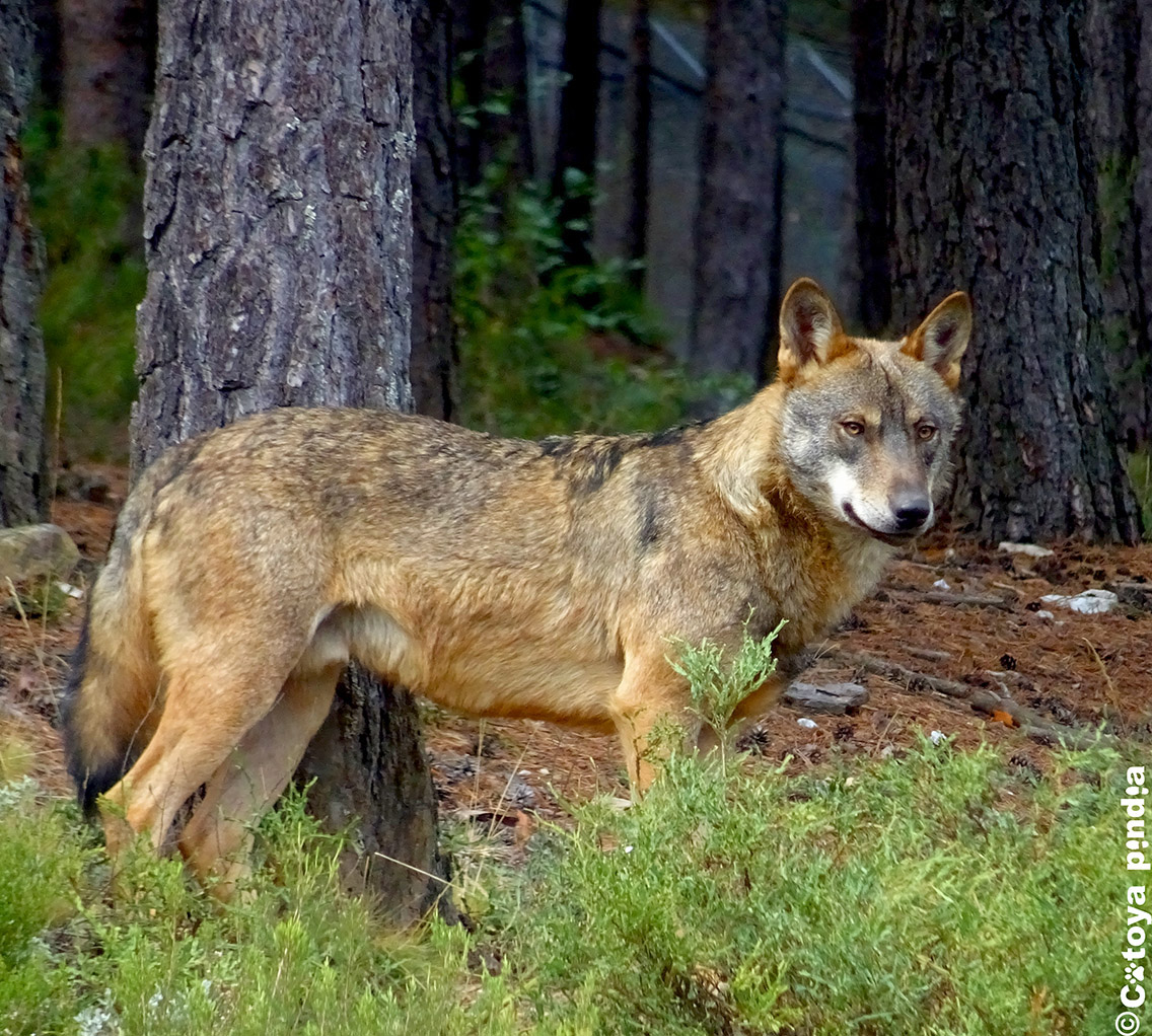 El Lobo, el Milagro Ecológico