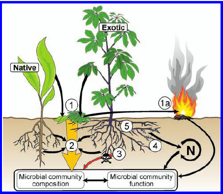 Ecosystem Impacts of Invasive Species