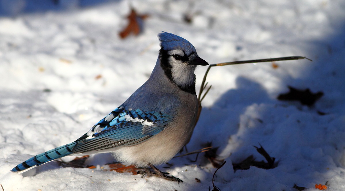 One Thousand Days in Nature: Wintery Mix of Birds