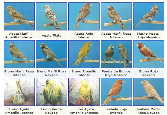 GALERI - KENARI MALANG INDONESIA