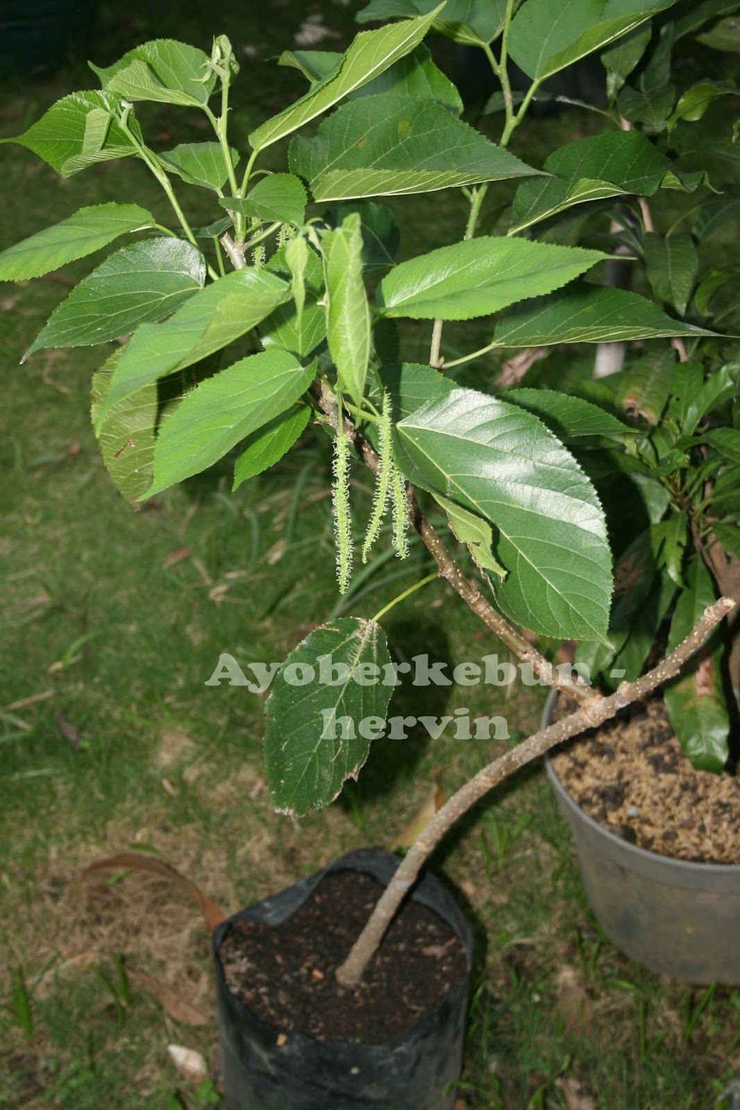 Ayo berkebun: Long Murbei