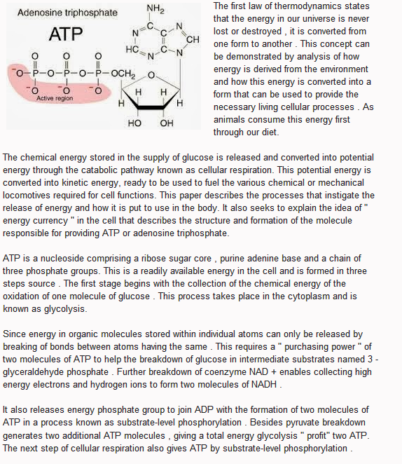 ATP molecule, The Energy Currency of Cellular Metabolism.The Bodybuilder