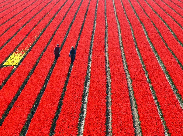 Amaze7: Amazing Red Fields