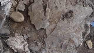 Mesozoic Musings at Jurassic Forest: December 2012