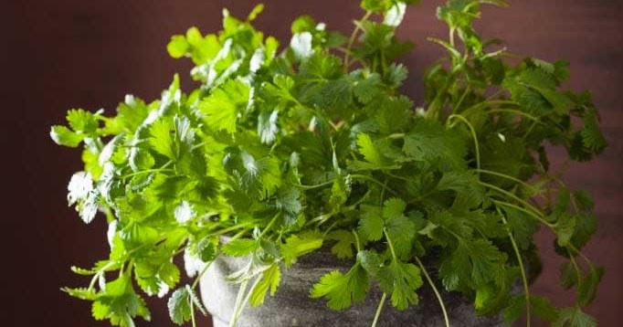 How to Grow Cilantro in Pots