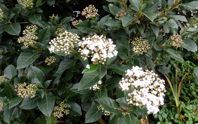 DISFRUTAR CON EL HUERTO Y EL JARDÍN