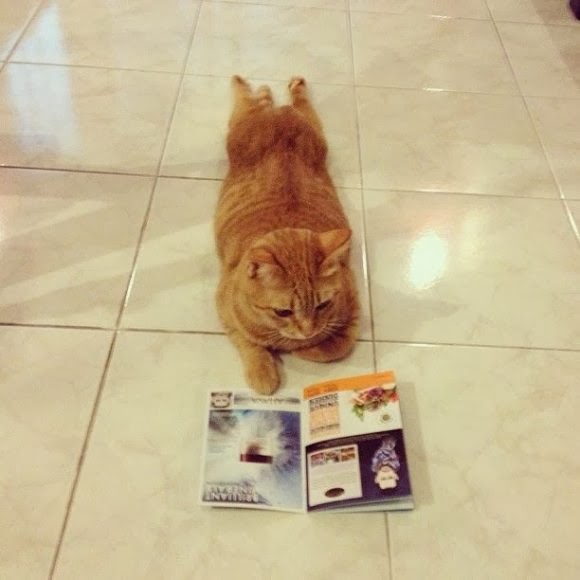 Cute cat reads magazine | Cute Cats