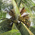 Describe About Coconut Tree ~ India Biography