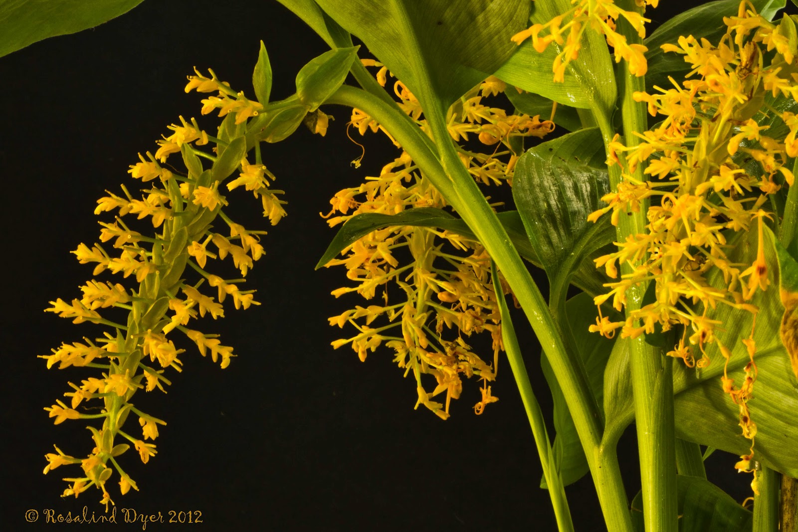 366 days by monthy themes: day 73 , 13th March, the golden dragon ...