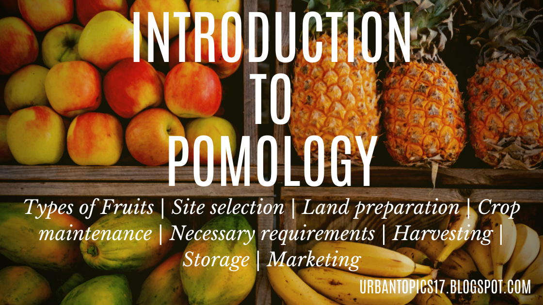 The scientific study of fruit is called pomology scientists dedicated ...