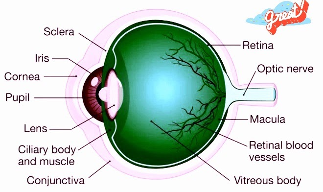 HOW CAN WE SEE THROUGH OUR EYES