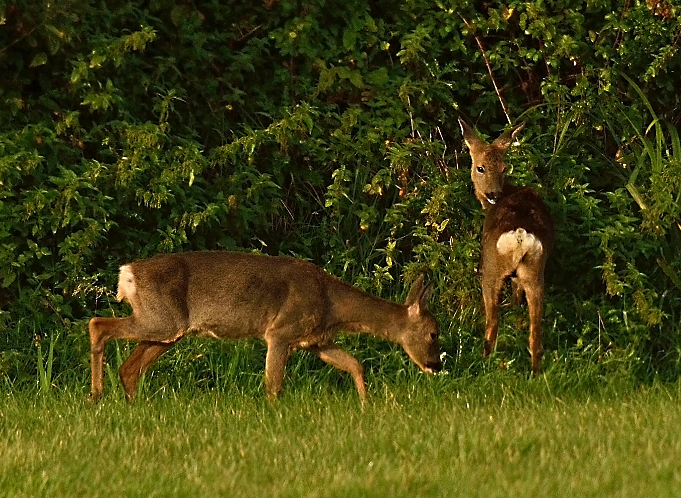 Alan James Photography : Working the browse line