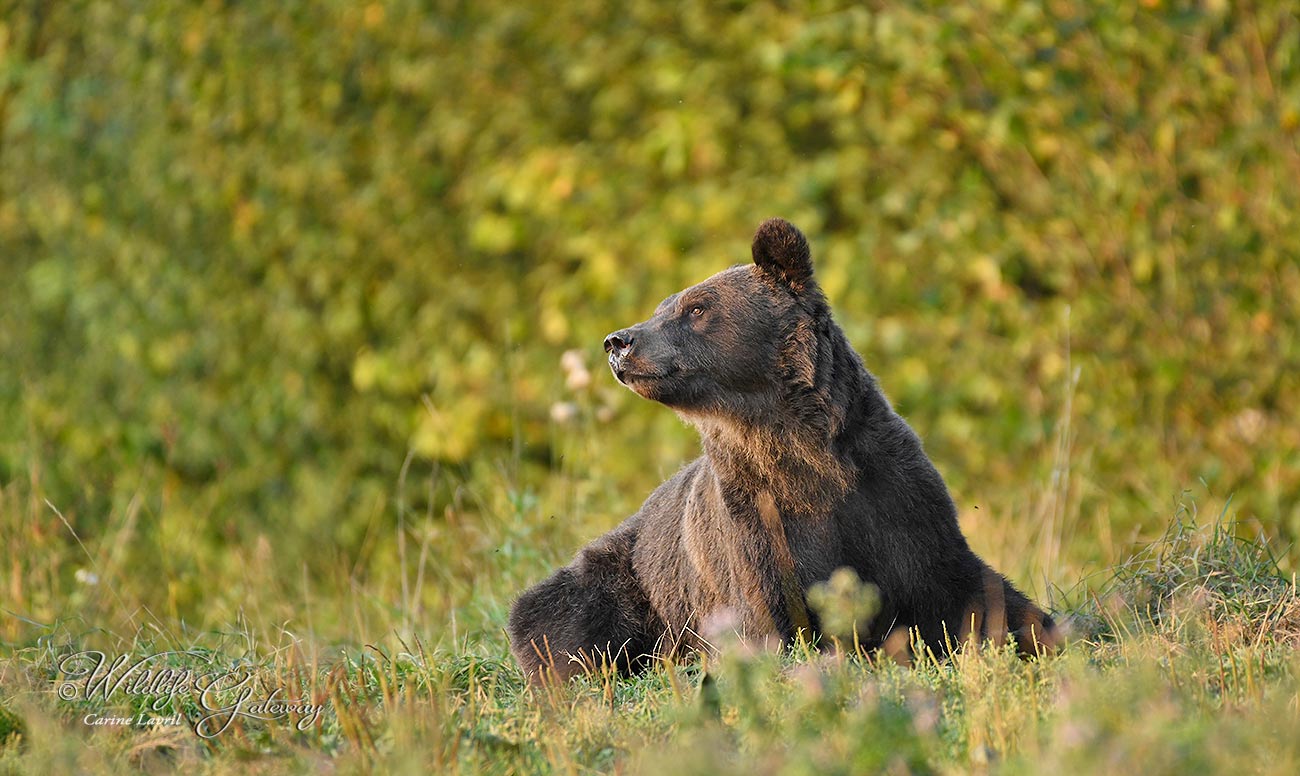 WILDLIFE GATEWAY: Rencontre avec l'Ours brun en Pologne