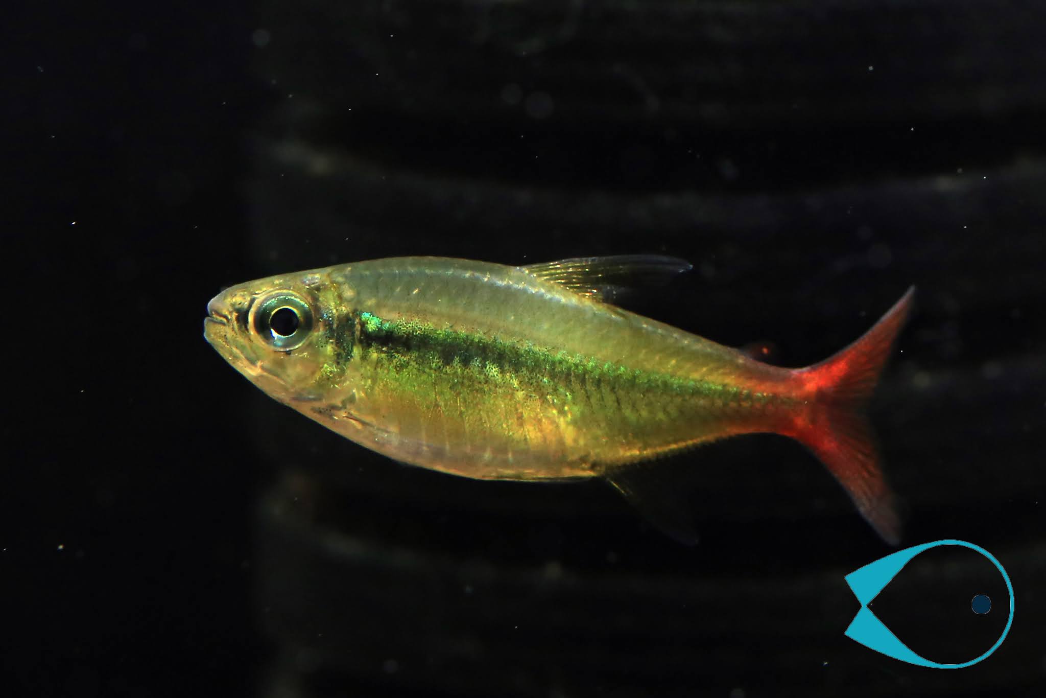 草藝水族: 科佩伊翠綠燈(Moenkhausia copei)