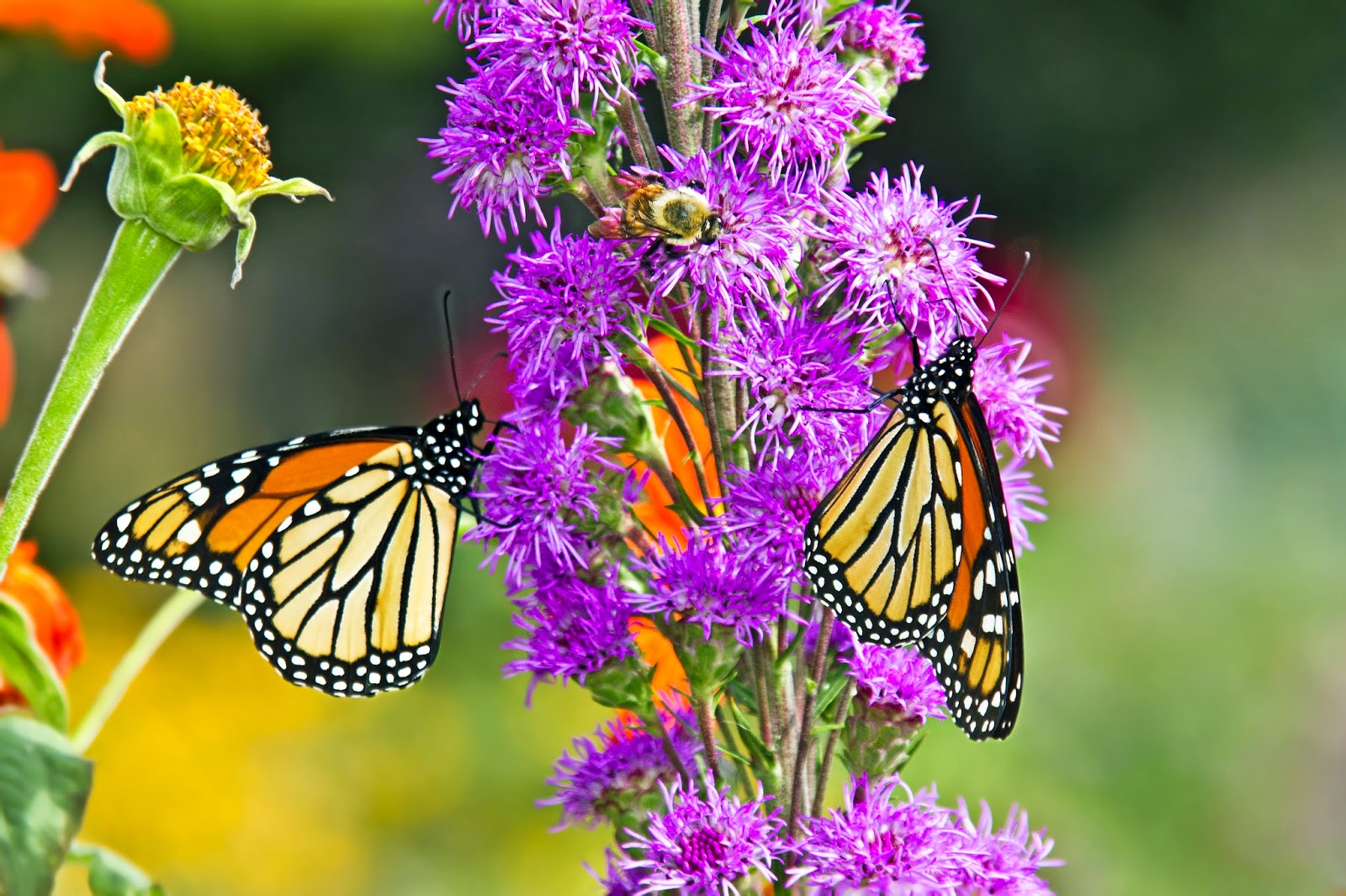 Rotary Botanical Gardens - Hort Blog: Monarch Magnets